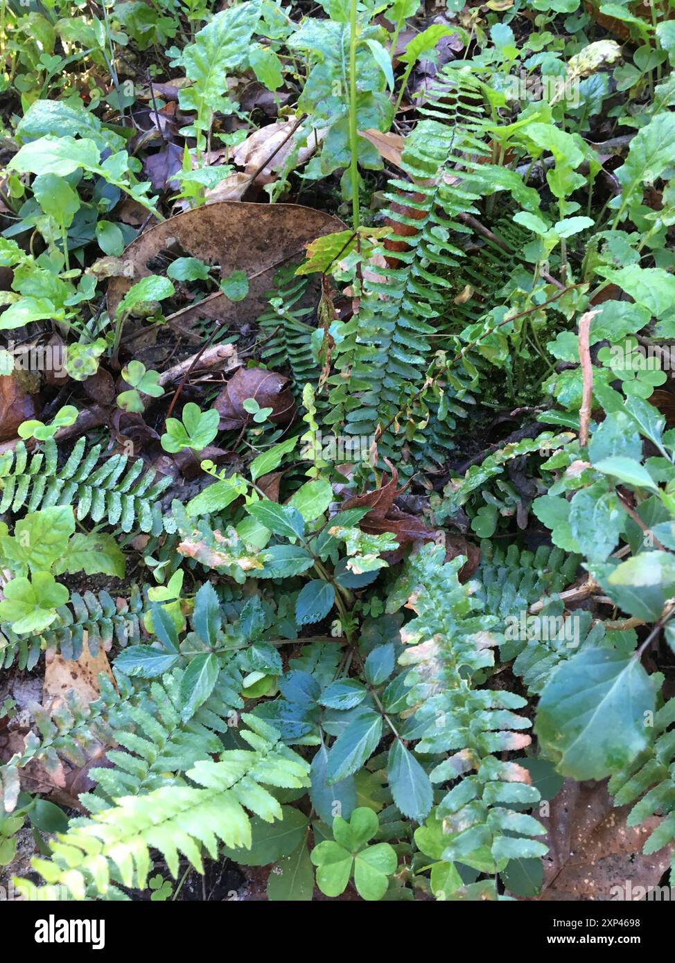 vascular plants (Tracheophyta) Plantae Stock Photo - Alamy