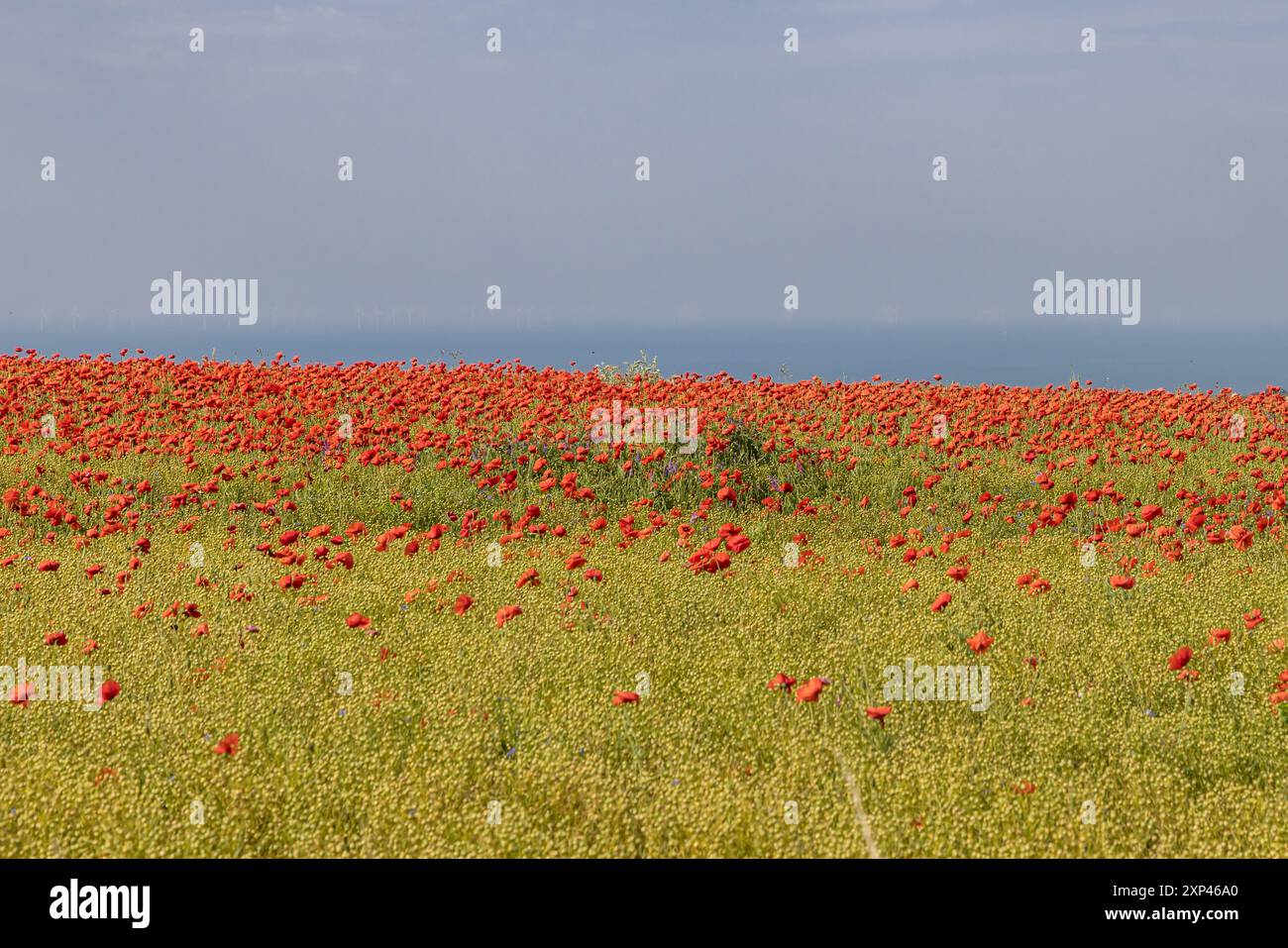 Poppies in bloom in rural Sussex with the coast at Brighton behind and ...