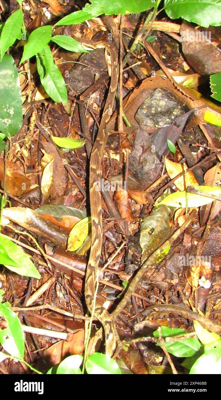 Yarará hi-res stock photography and images - Alamy