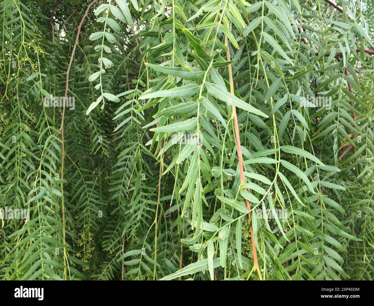 Peruvian Pepper Tree (Schinus molle) Plantae Stock Photo - Alamy