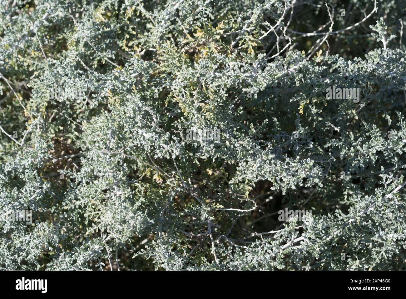 Burrobush (Ambrosia dumosa) Plantae Stock Photo - Alamy