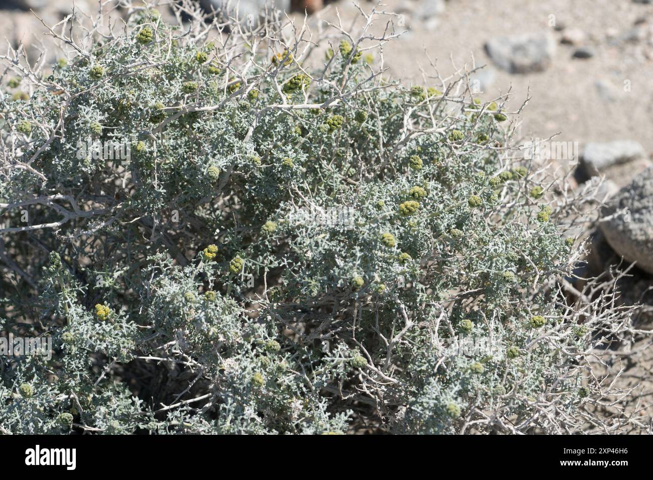 Burrobush (Ambrosia dumosa) Plantae Stock Photo - Alamy