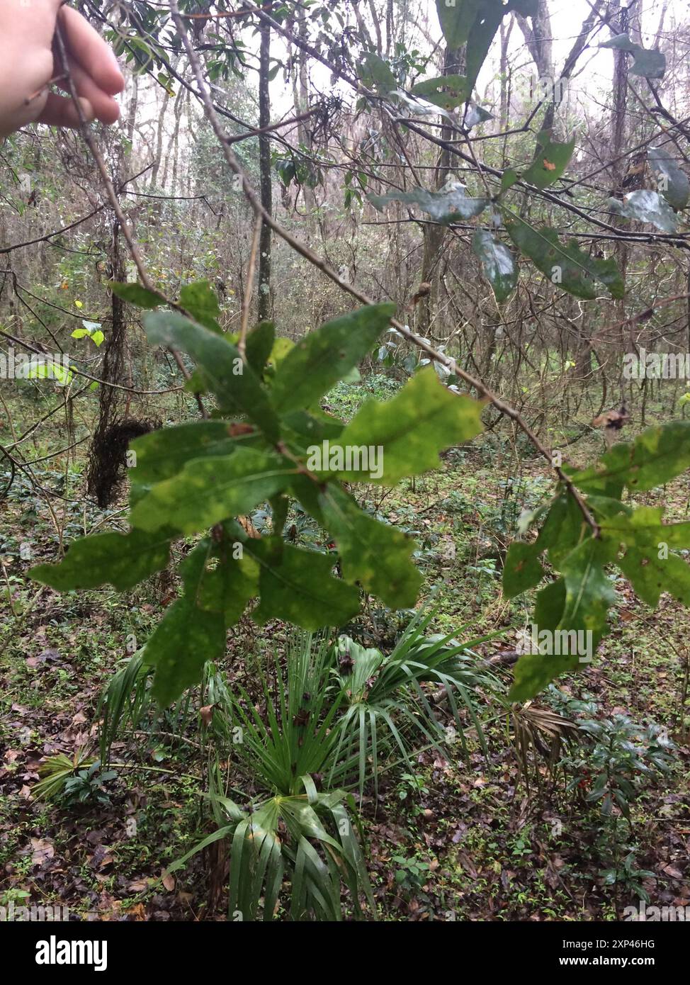 Darlington Oak (Quercus hemisphaerica) Plantae Stock Photo - Alamy