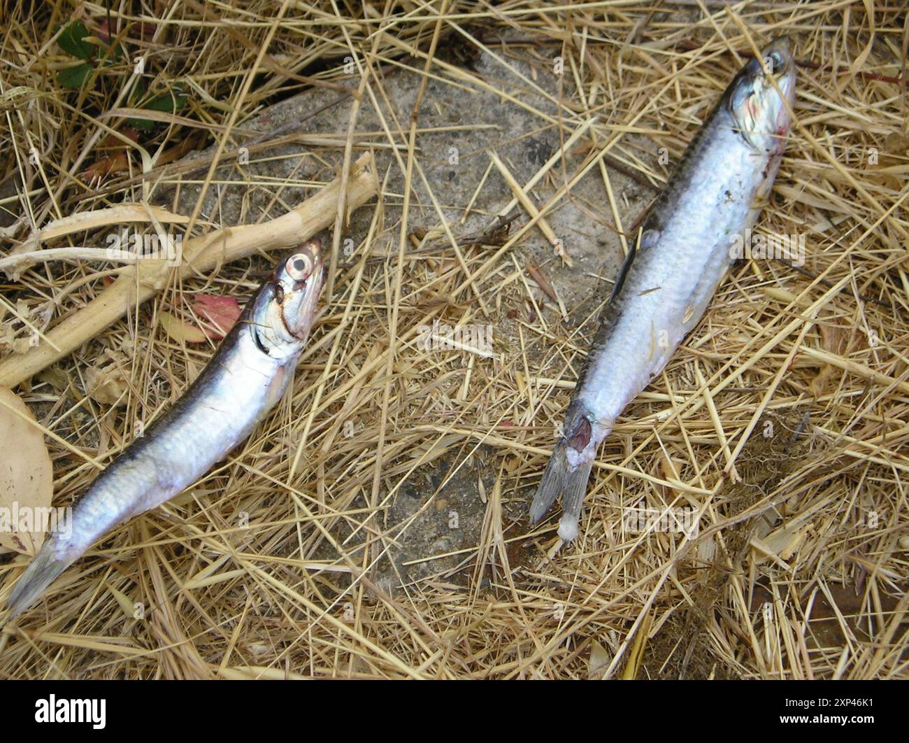 Northern Anchovy (Engraulis mordax) Actinopterygii Stock Photo - Alamy