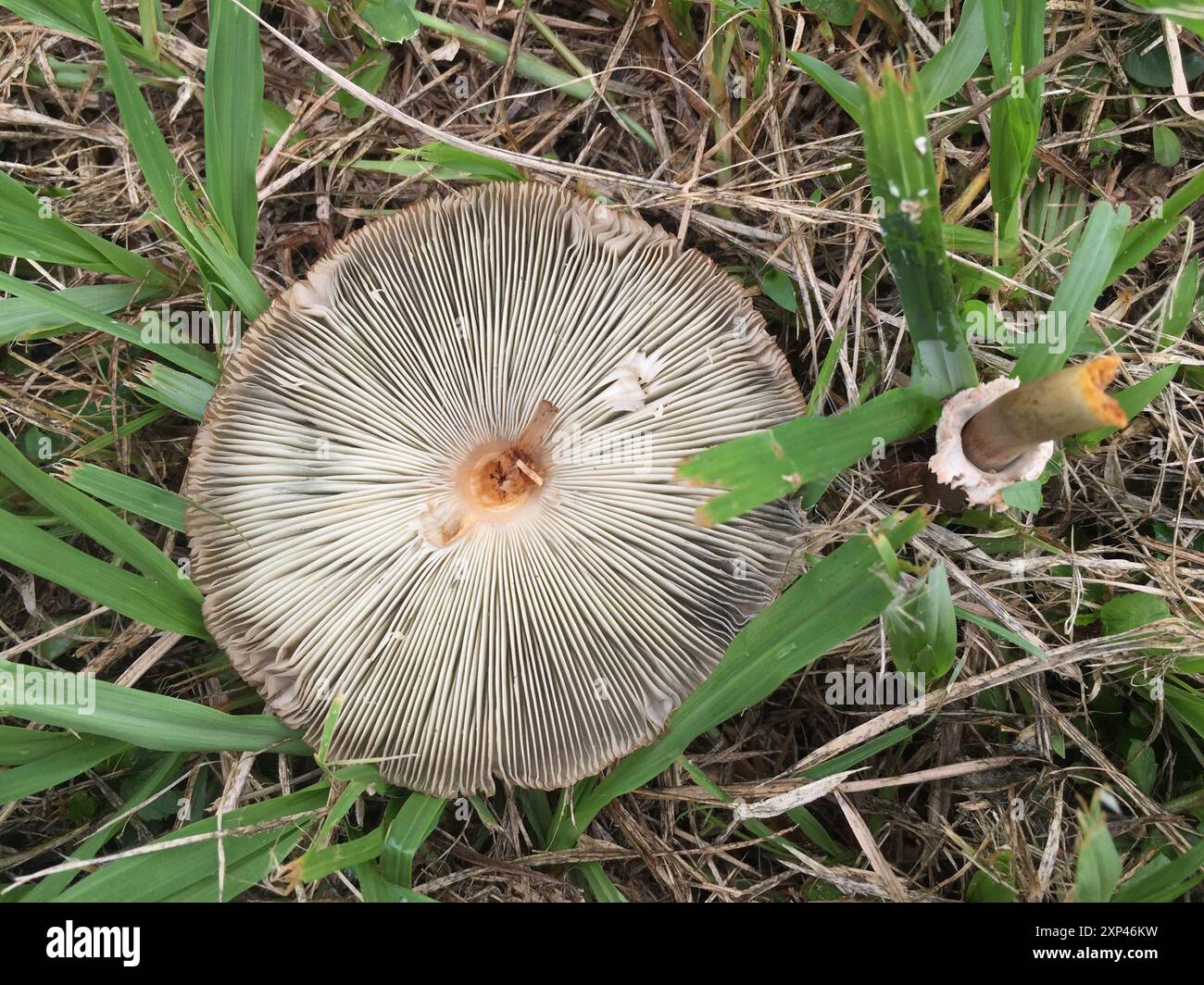 green-spored parasol (Chlorophyllum molybdites) Fungi Stock Photo - Alamy