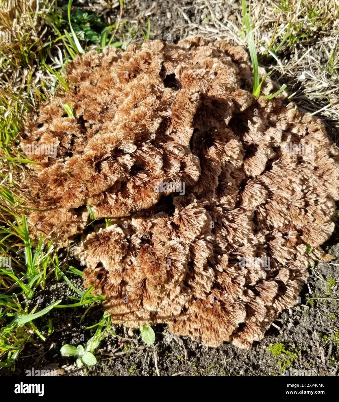 Thelephoraceae hi-res stock photography and images - Alamy