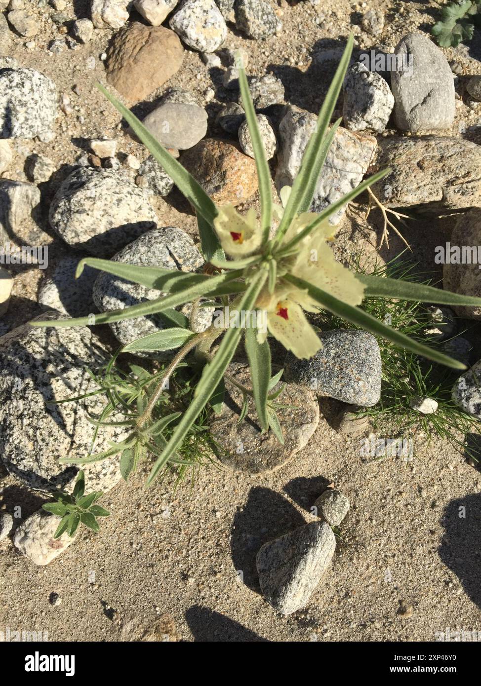 ghost flower (Mohavea confertiflora) Plantae Stock Photo - Alamy