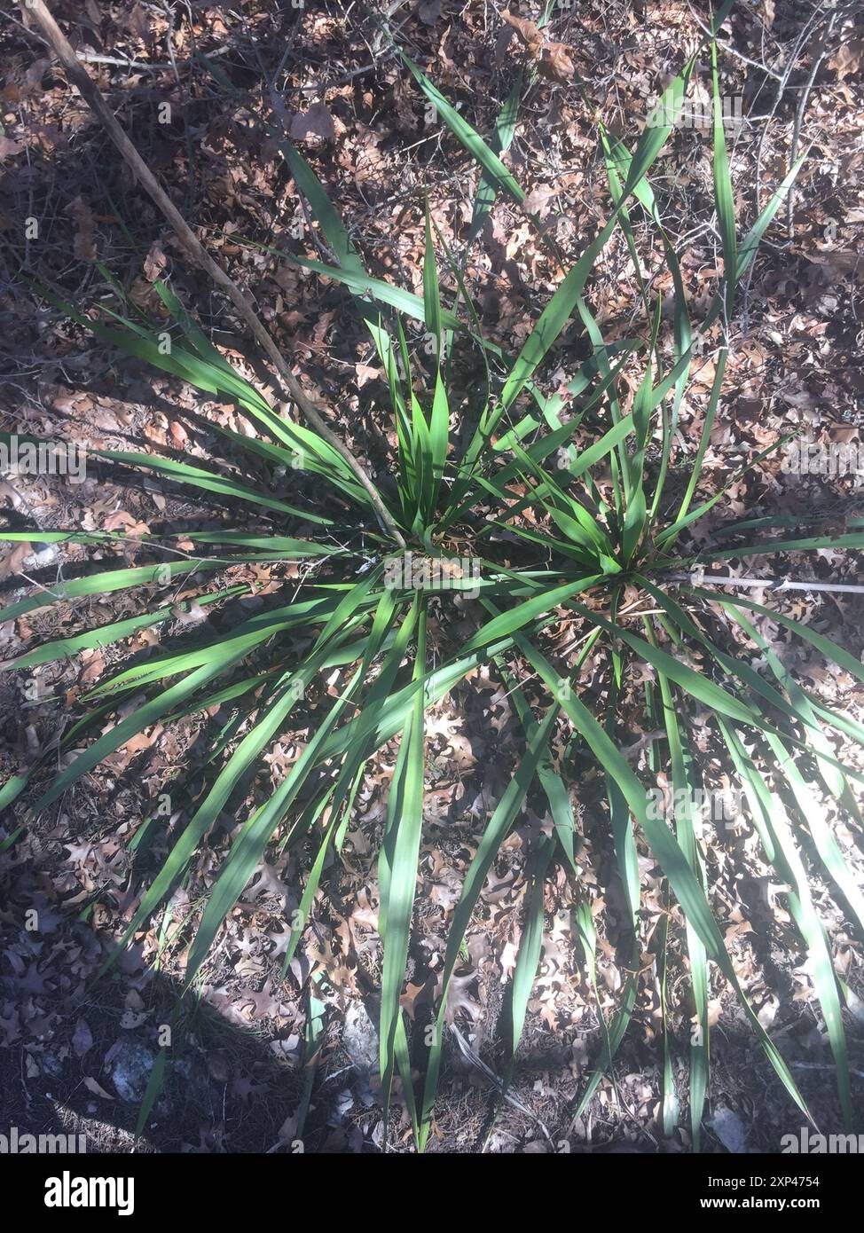 Twisted-leaf Yucca (Yucca rupicola) Plantae Stock Photo - Alamy