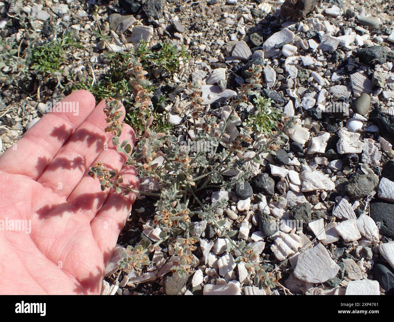 Alkali Weed (Cressa truxillensis) Plantae Stock Photo - Alamy