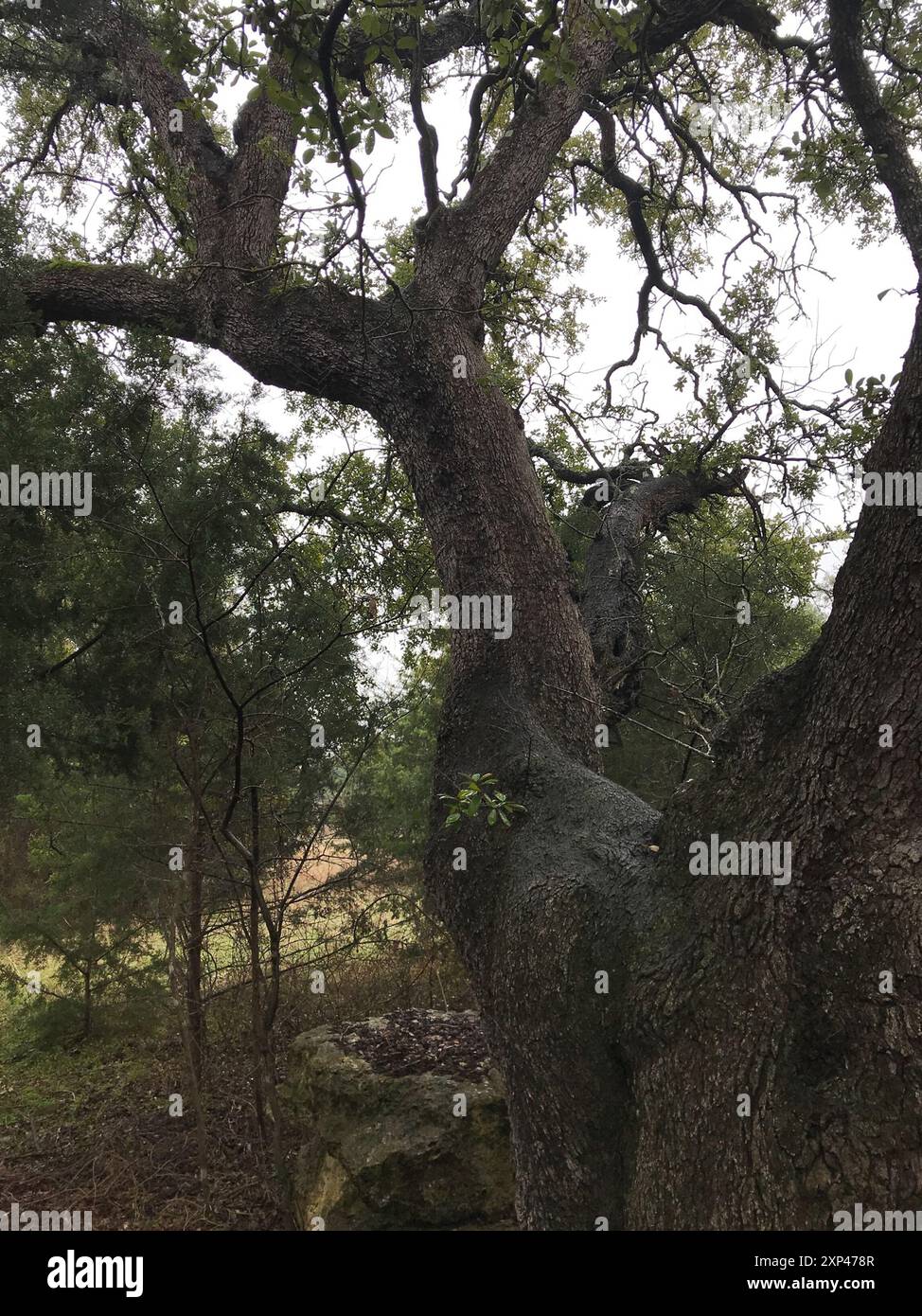 Texas live oak (Quercus fusiformis) Plantae Stock Photo - Alamy