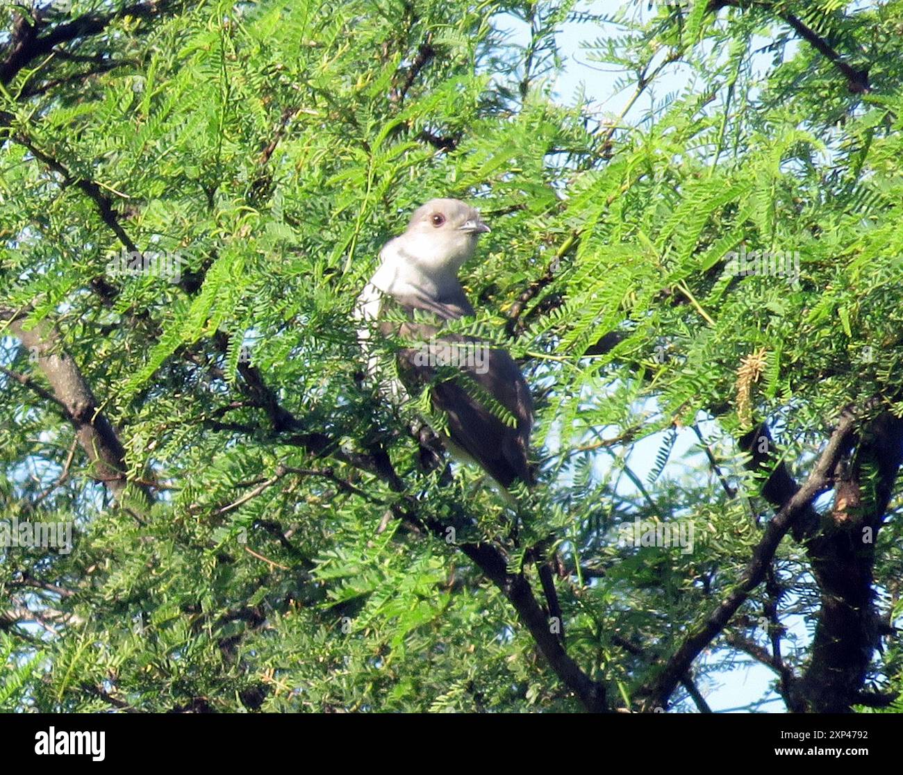 Coccycua hi-res stock photography and images - Alamy
