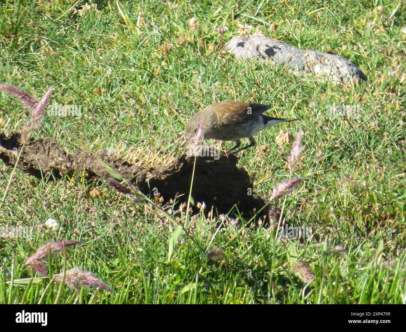 Austral Negrito (Lessonia rufa) Aves Stock Photo - Alamy