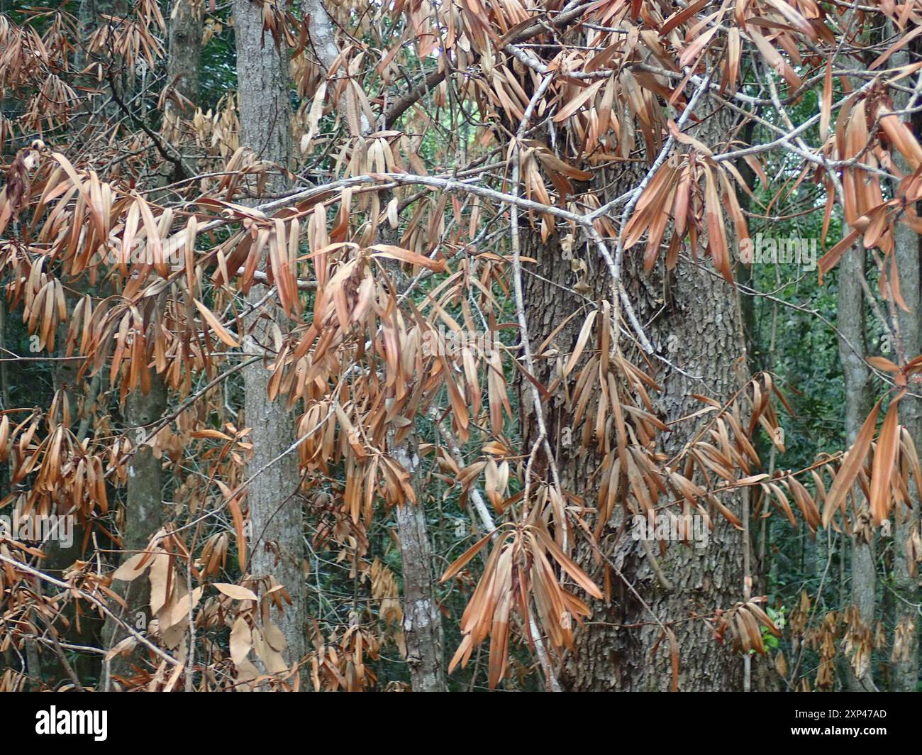 real yellowwood (Podocarpus latifolius) Plantae Stock Photo - Alamy