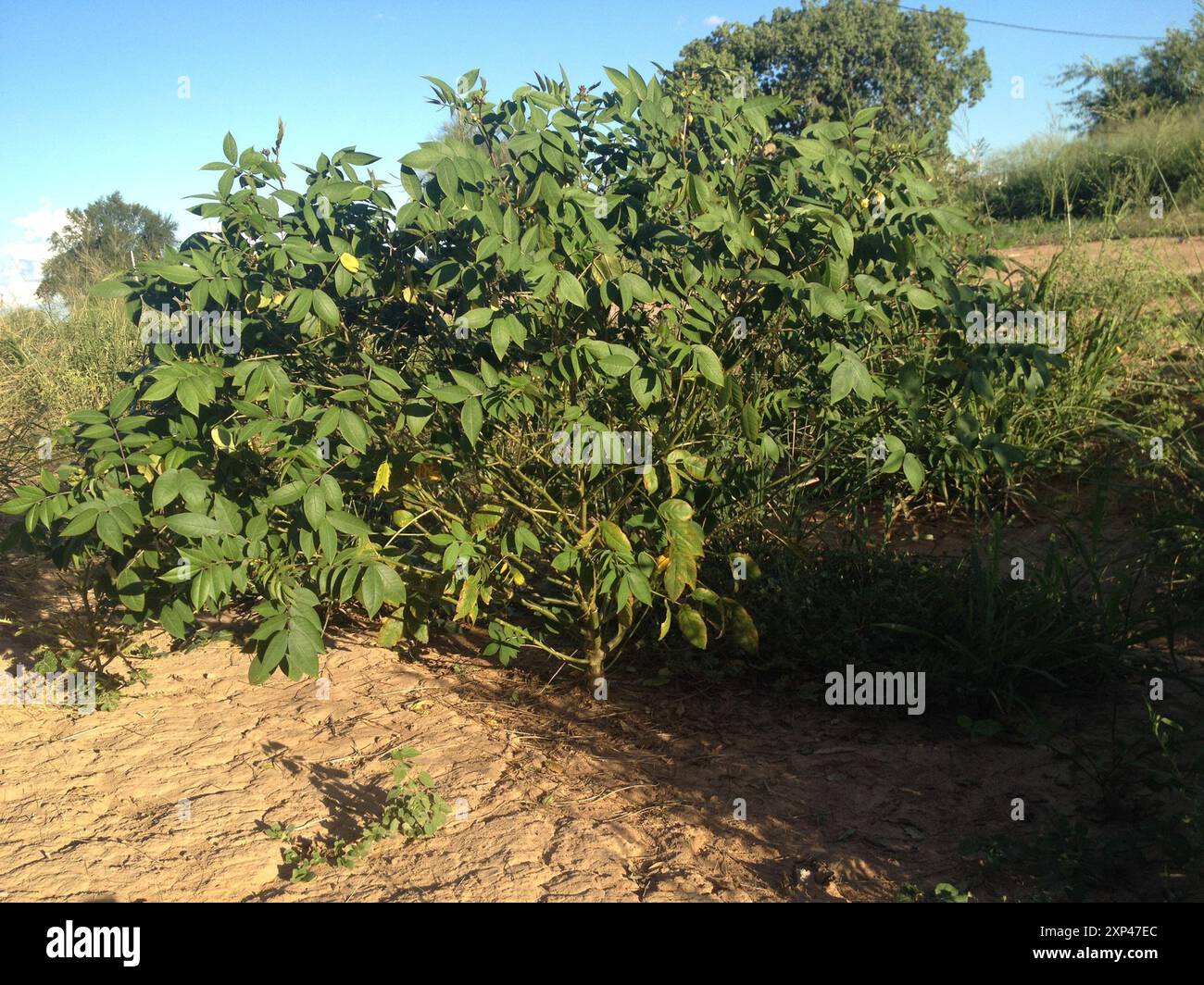 Coffee Senna (Senna occidentalis) Plantae Stock Photo - Alamy