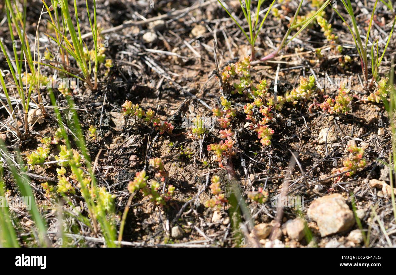 sand pygmyweed (Crassula connata) Plantae Stock Photo - Alamy