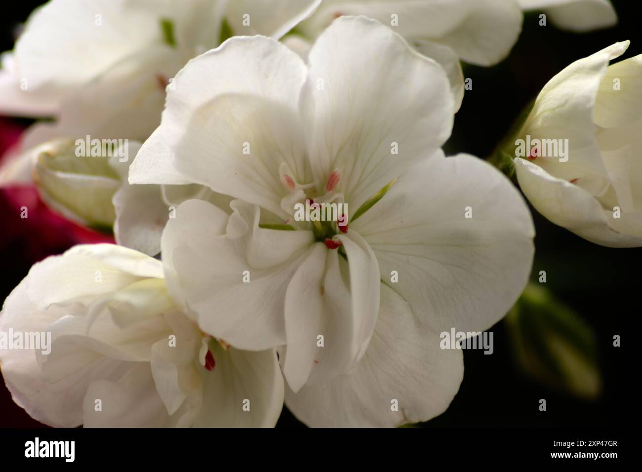 This close-up image showcases the pristine beauty of a white geranium ...