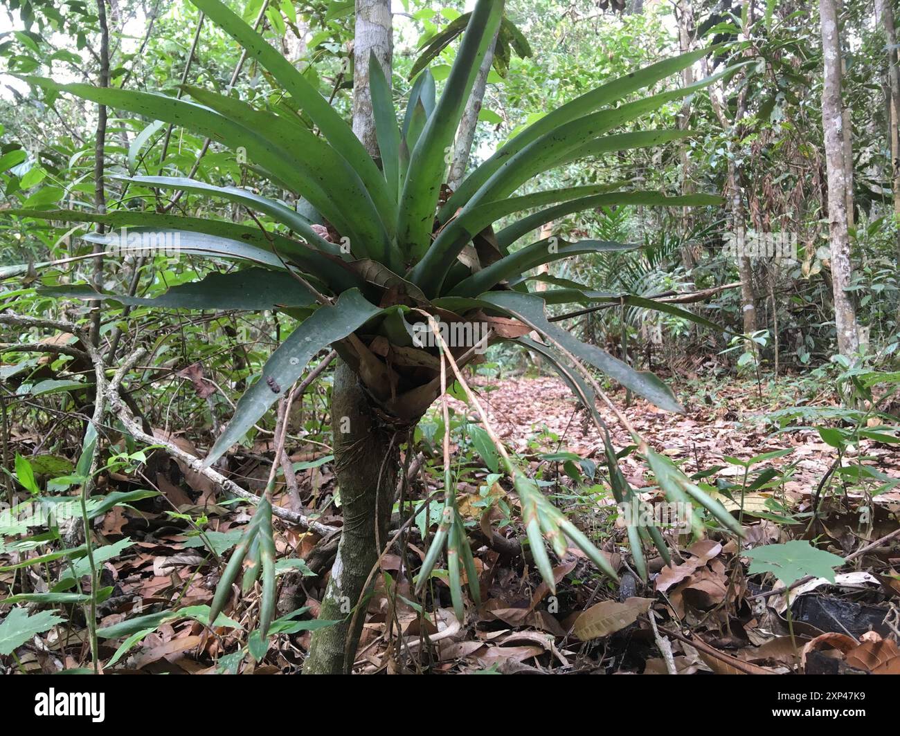 Tillandsia complanata hi-res stock photography and images - Alamy