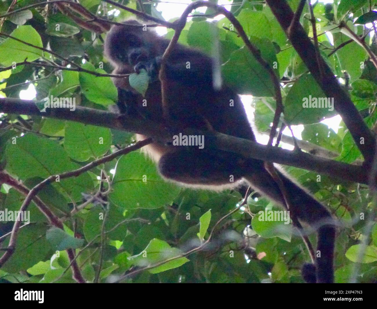 Mantled Howler Monkey (Alouatta palliata) Mammalia Stock Photo - Alamy