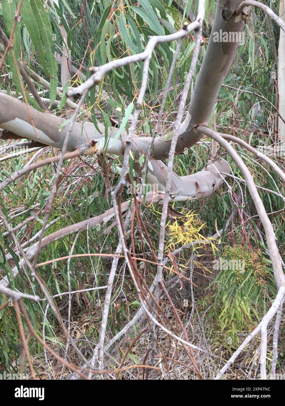eucalyptus (Eucalyptus) Plantae Stock Photo - Alamy