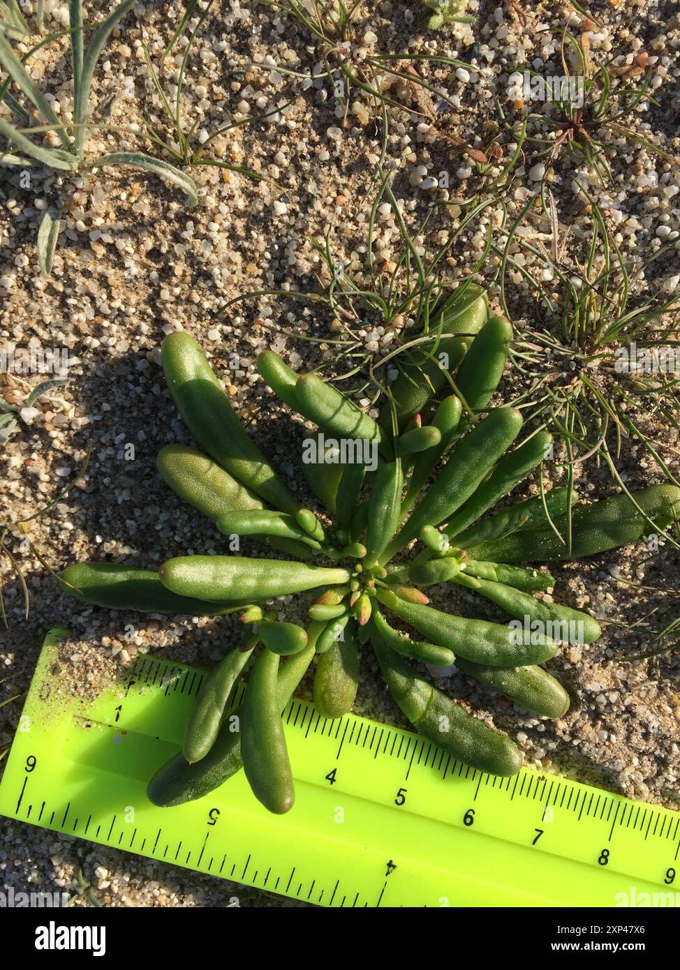 desert rockpurslane (Cistanthe ambigua) Plantae Stock Photo - Alamy