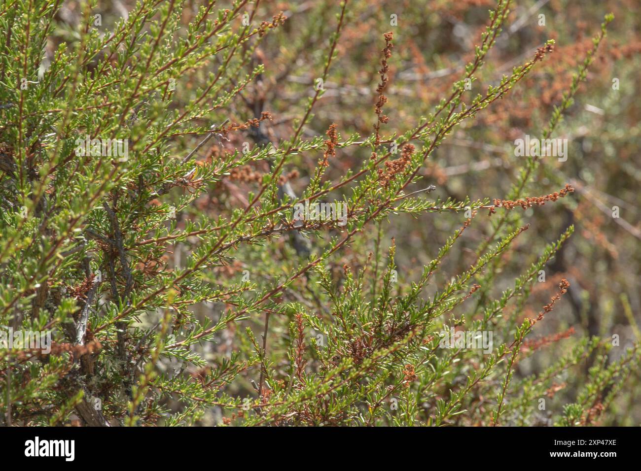 chamise (Adenostoma fasciculatum) Plantae Stock Photo - Alamy