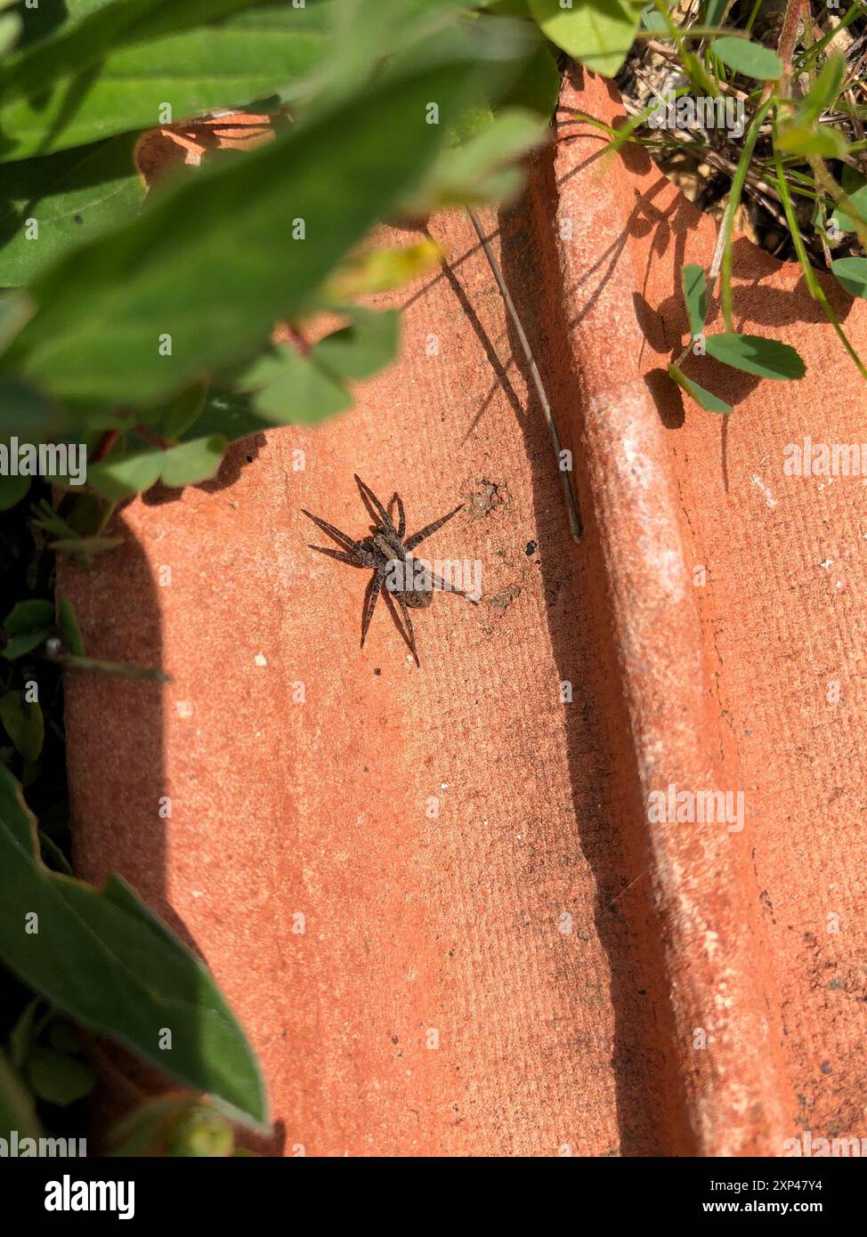 Fox Spiders (Alopecosa) Arachnida Stock Photo - Alamy