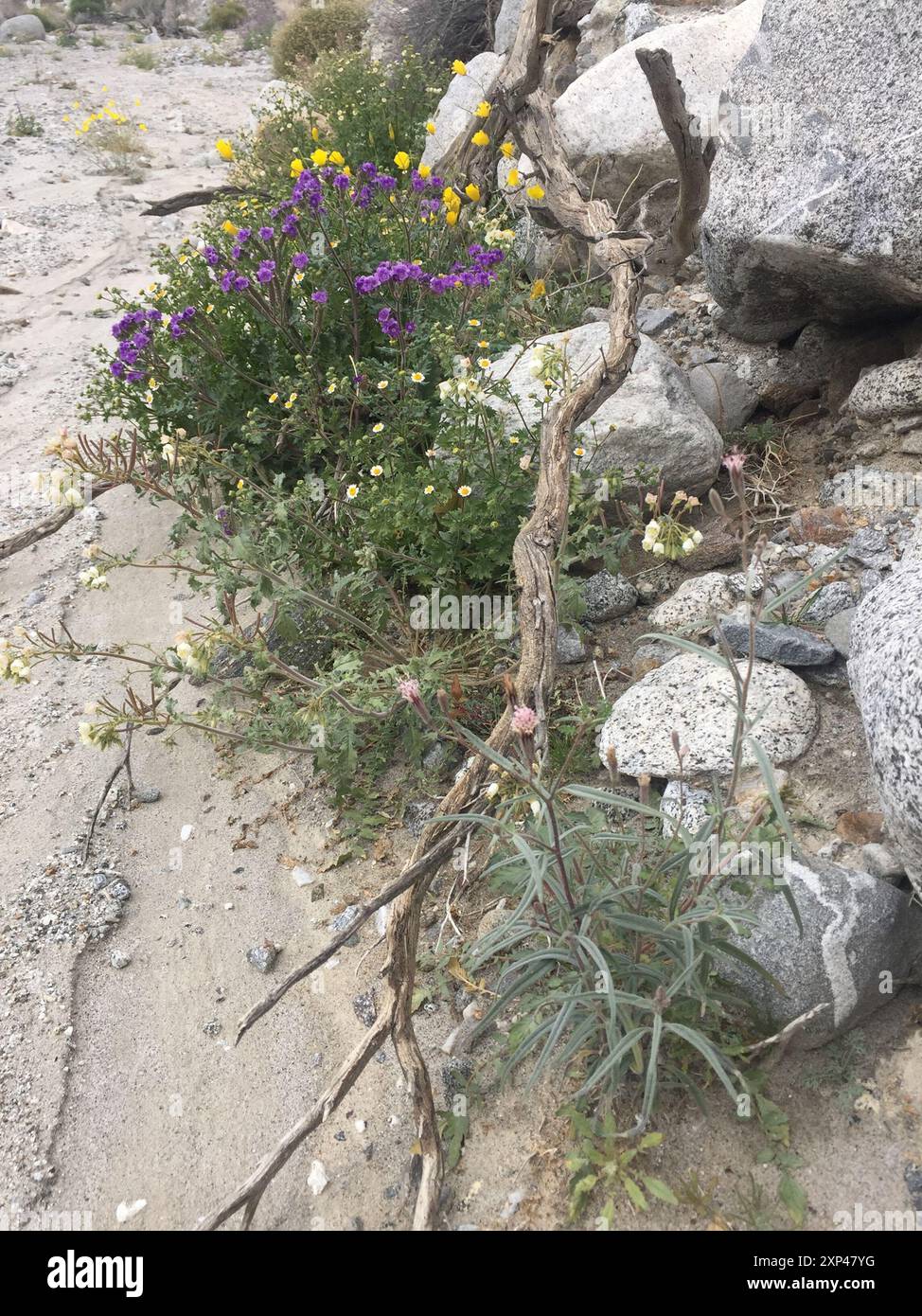 Desert Needles (Palafoxia arida arida) Plantae Stock Photo - Alamy