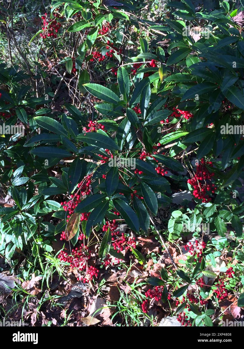 Coralberry (Ardisia crenata) Plantae Stock Photo - Alamy