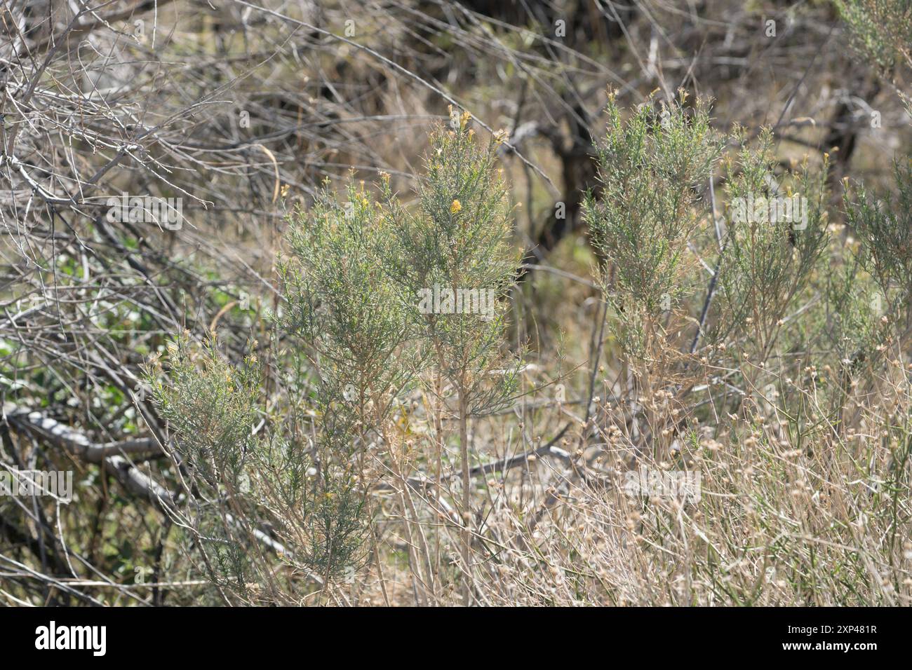 Black-banded Rabbitbrush (Ericameria paniculata) Plantae Stock Photo ...