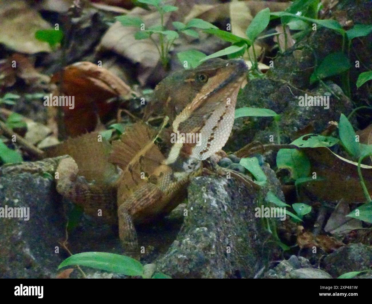 Common Basilisk (Basiliscus basiliscus) Reptilia Stock Photo - Alamy