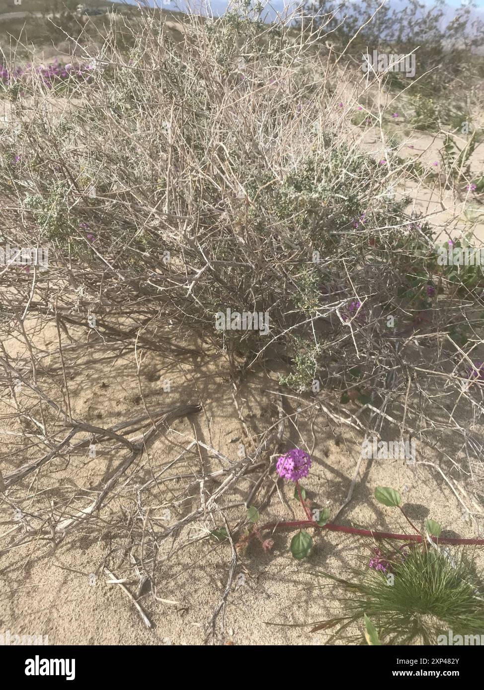 Burrobush (Ambrosia dumosa) Plantae Stock Photo - Alamy