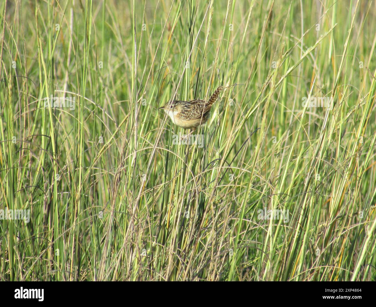 Grass Wren (Cistothorus platensis) Aves Stock Photo - Alamy