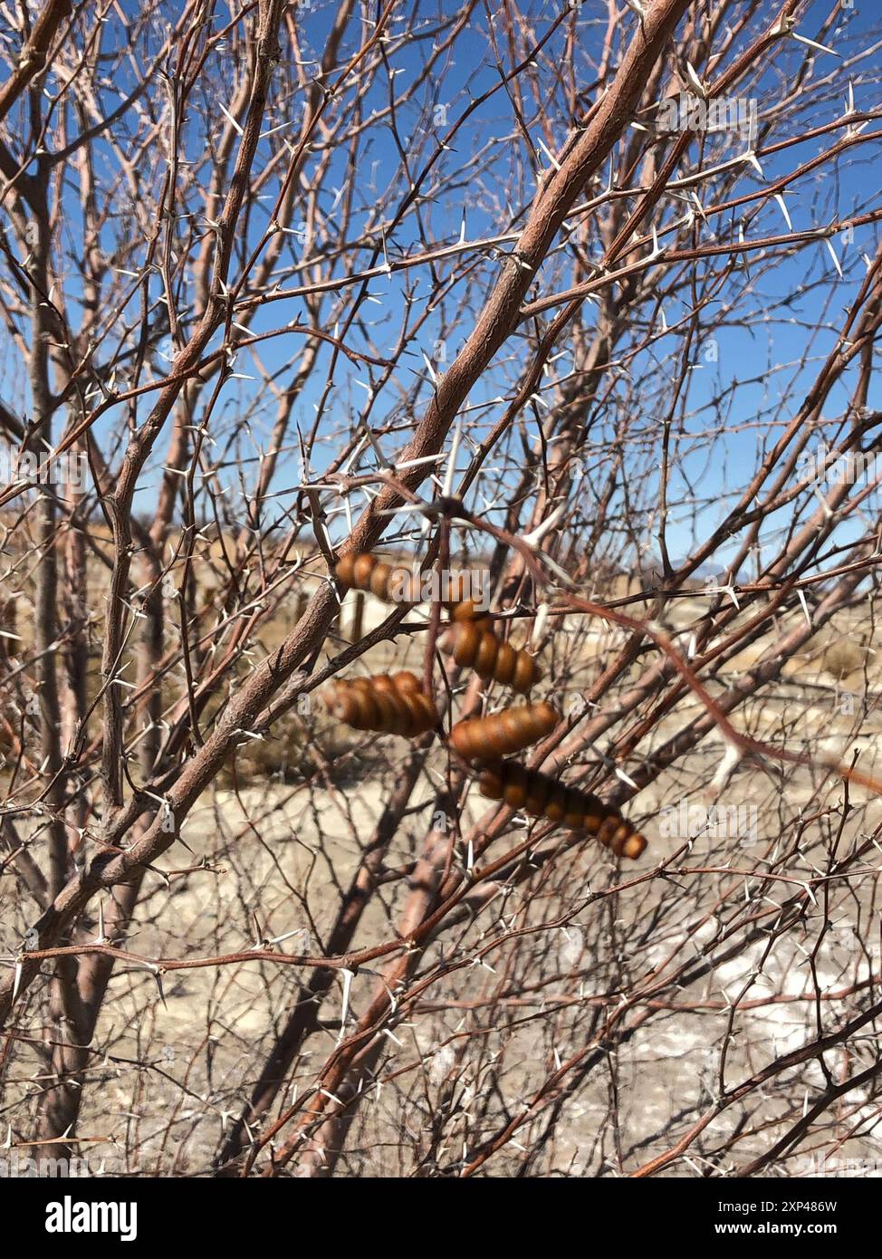 screwbean (Strombocarpa pubescens) Plantae Stock Photo - Alamy