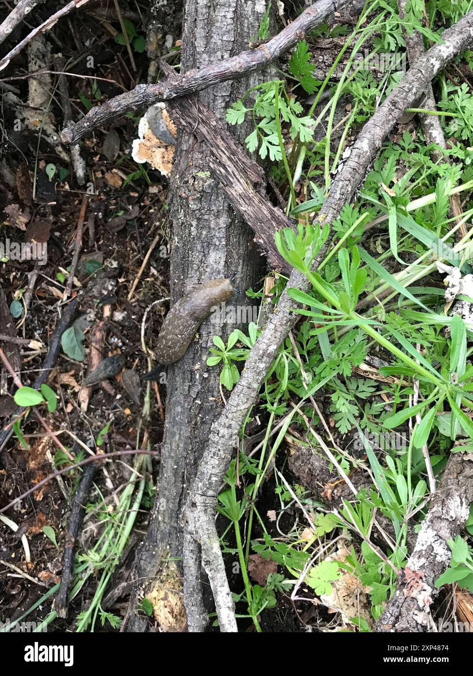 Yellow Cellar Slug (Limacus flavus) Mollusca Stock Photo - Alamy