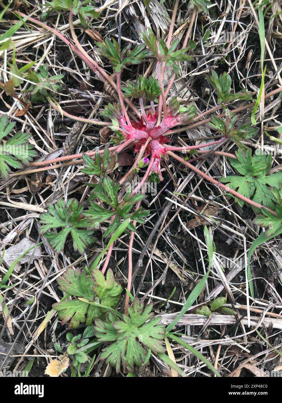 Geranium family (Geraniaceae) Plantae Stock Photo - Alamy