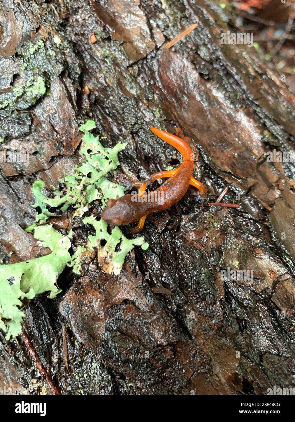 Ensatina (Ensatina eschscholtzii) Amphibia Stock Photo - Alamy