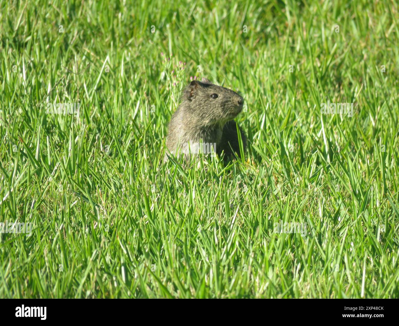 Brazilian guinea pig cavia aperea hi-res stock photography and images ...