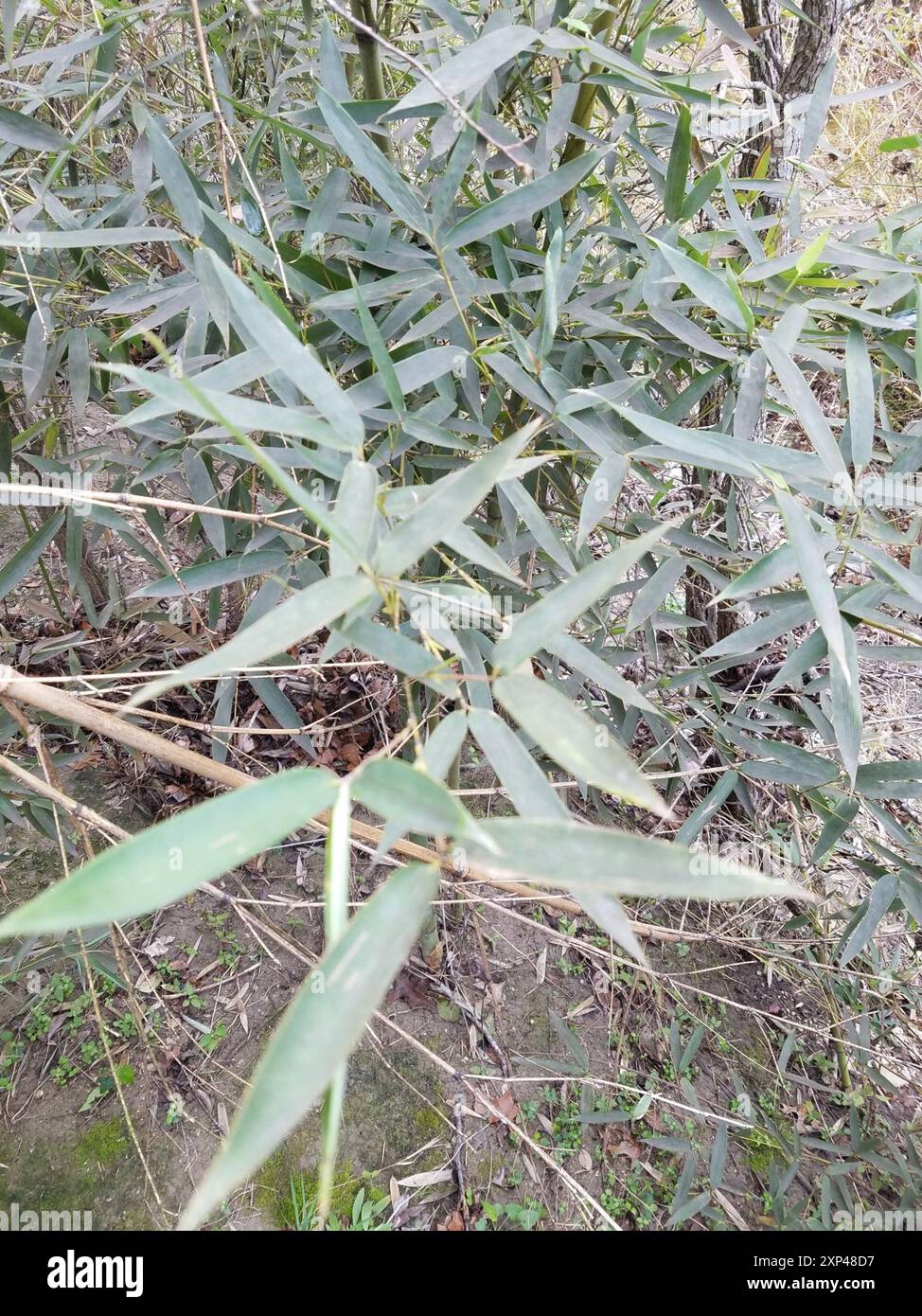 fishpole bamboo (Phyllostachys aurea) Plantae Stock Photo - Alamy