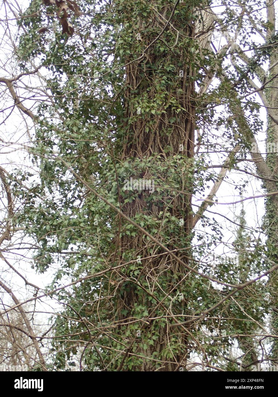 plants (Plantae) Plantae Stock Photo - Alamy