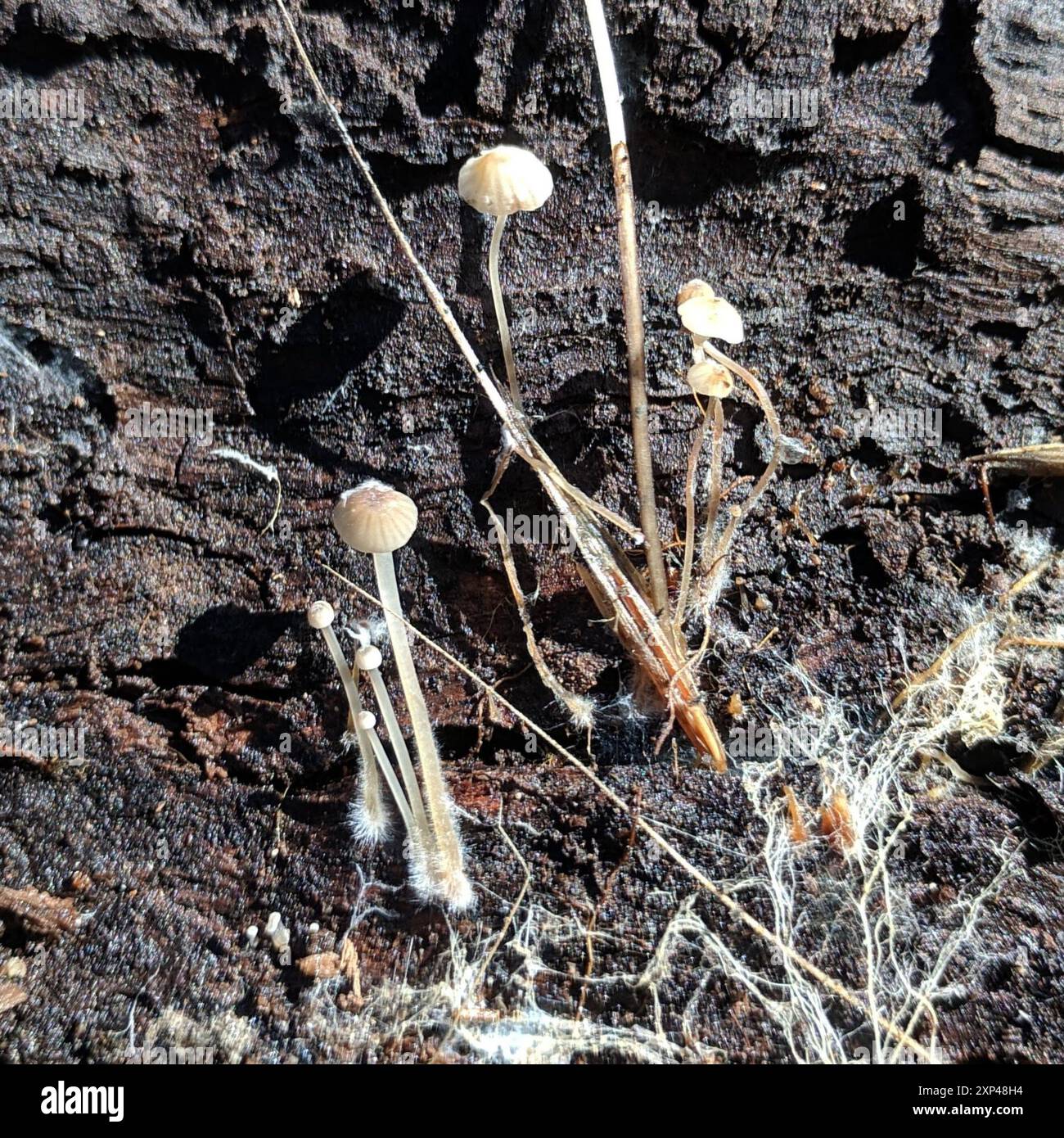 Phloeomana hi-res stock photography and images - Alamy