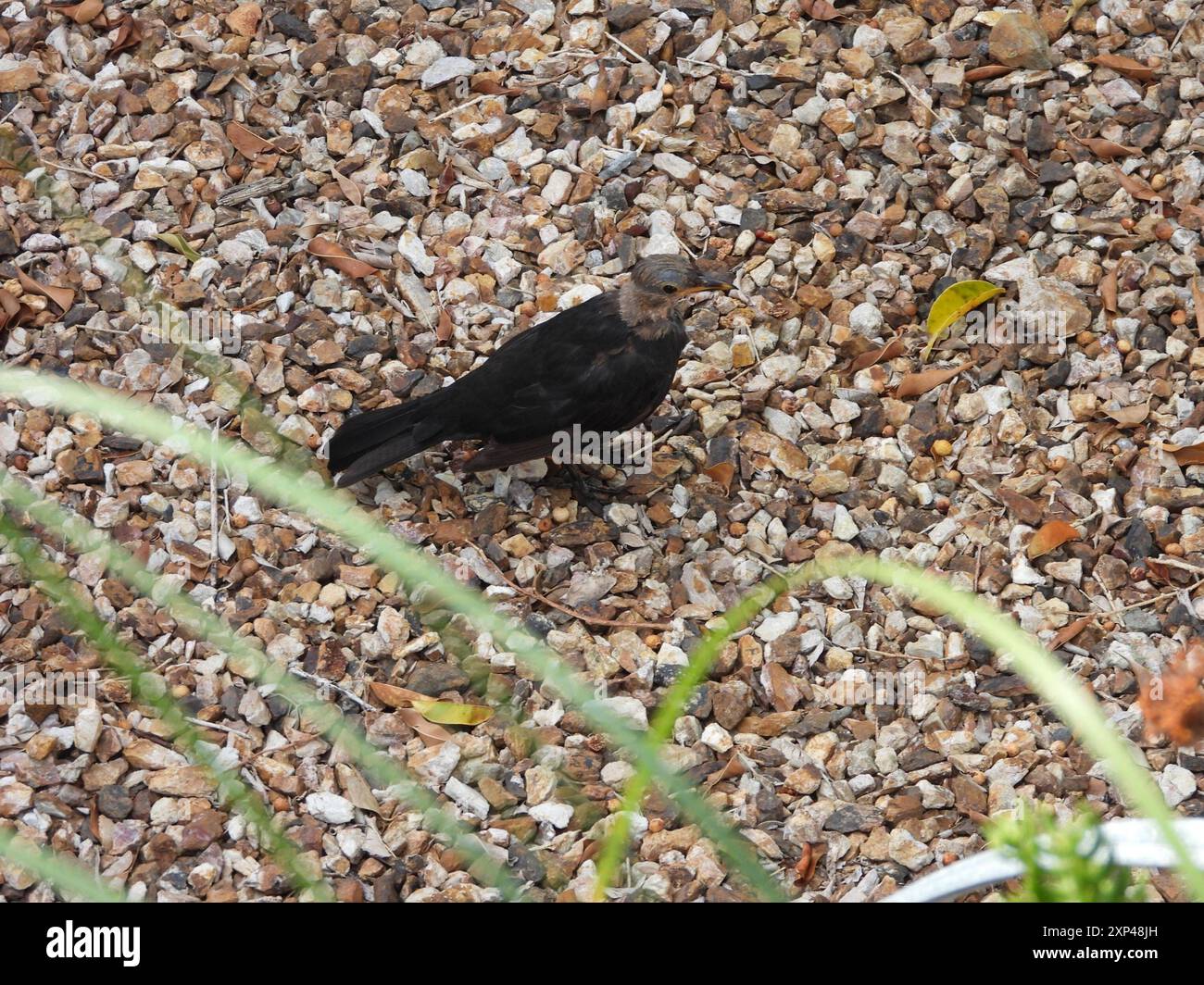 Western European Blackbird (Turdus merula merula) Aves Stock Photo - Alamy