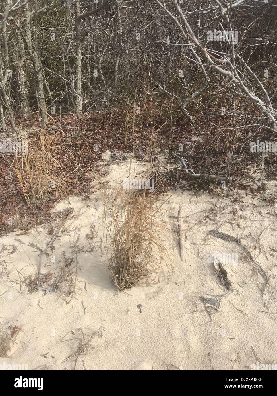 Bitter Panicgrass (Panicum amarum) Plantae Stock Photo - Alamy