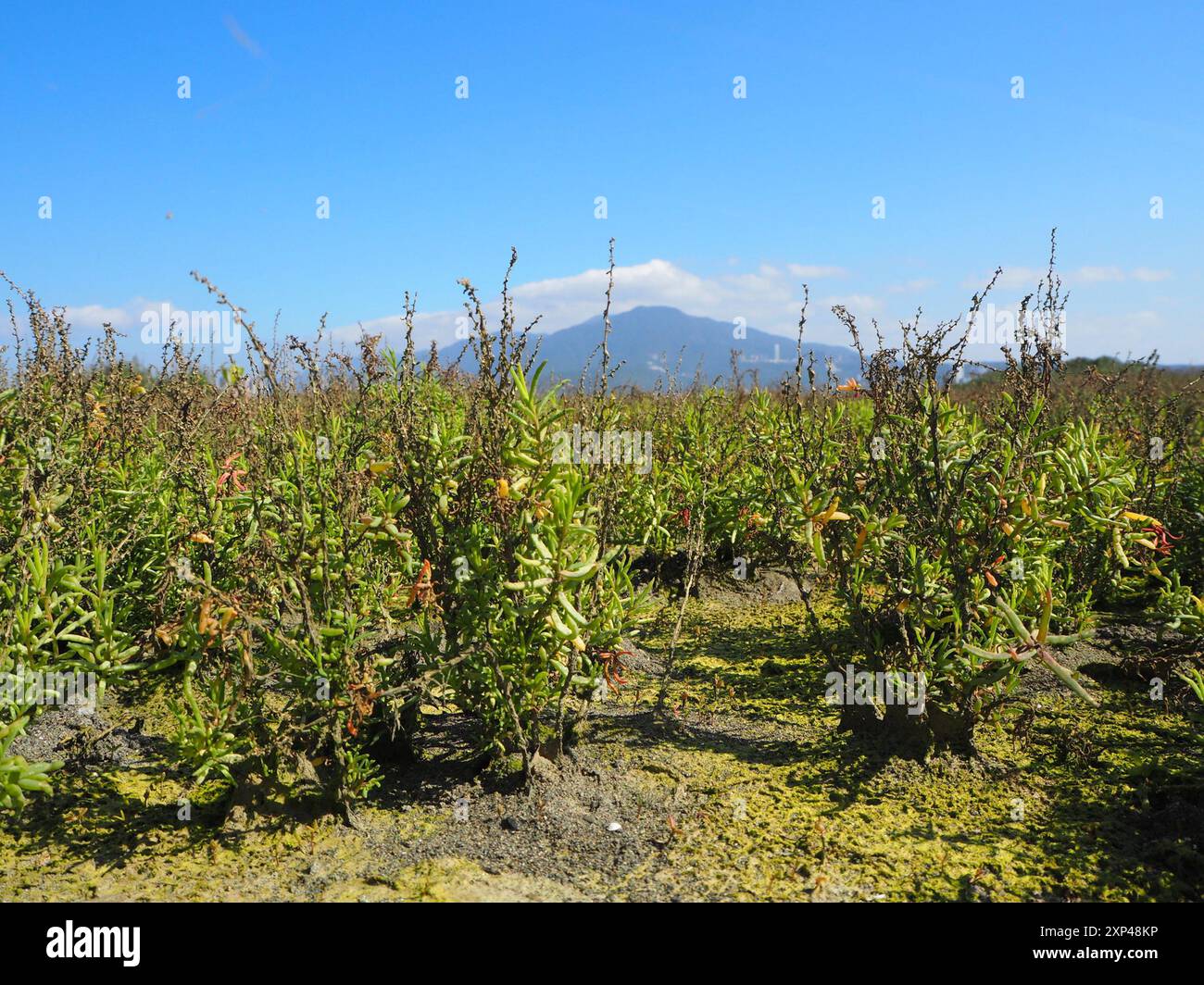 Herbaceous Seepweed (Suaeda maritima) Plantae Stock Photo - Alamy