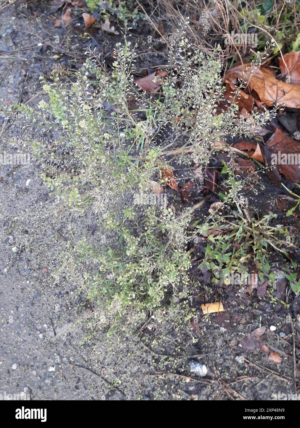 Virginia pepperweed (Lepidium virginicum) Plantae Stock Photo - Alamy