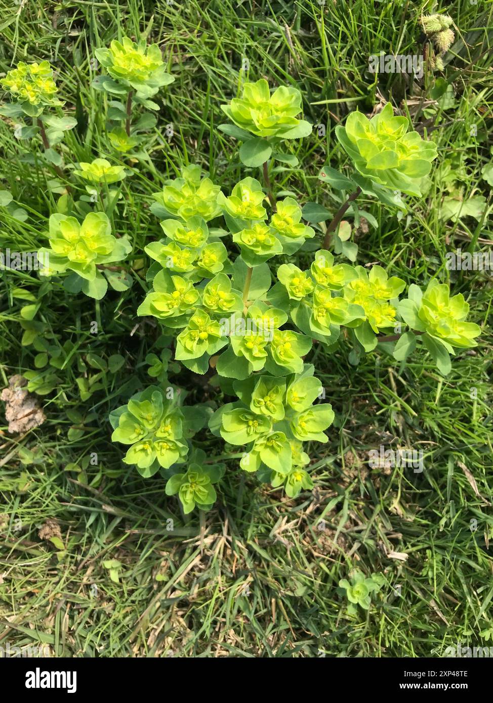 Sun spurge (Euphorbia helioscopia) Plantae Stock Photo - Alamy