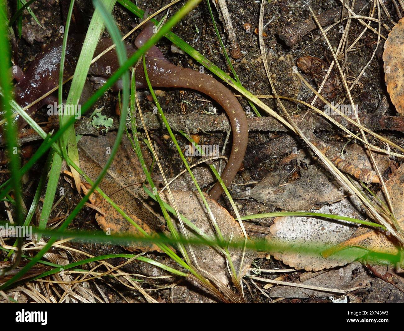 Arboreal Salamander (Aneides lugubris) Amphibia Stock Photo - Alamy