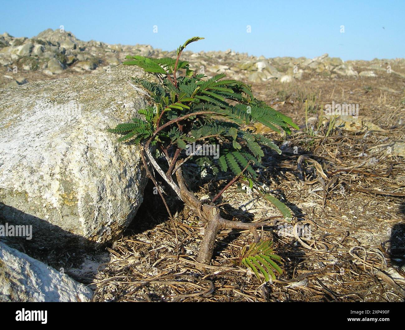 Acacias, Mimosas, mesquites, and allies (Mimosoideae) Plantae Stock ...
