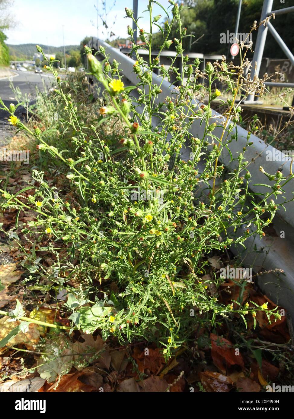 Stinkwort (Dittrichia graveolens) Plantae Stock Photo - Alamy