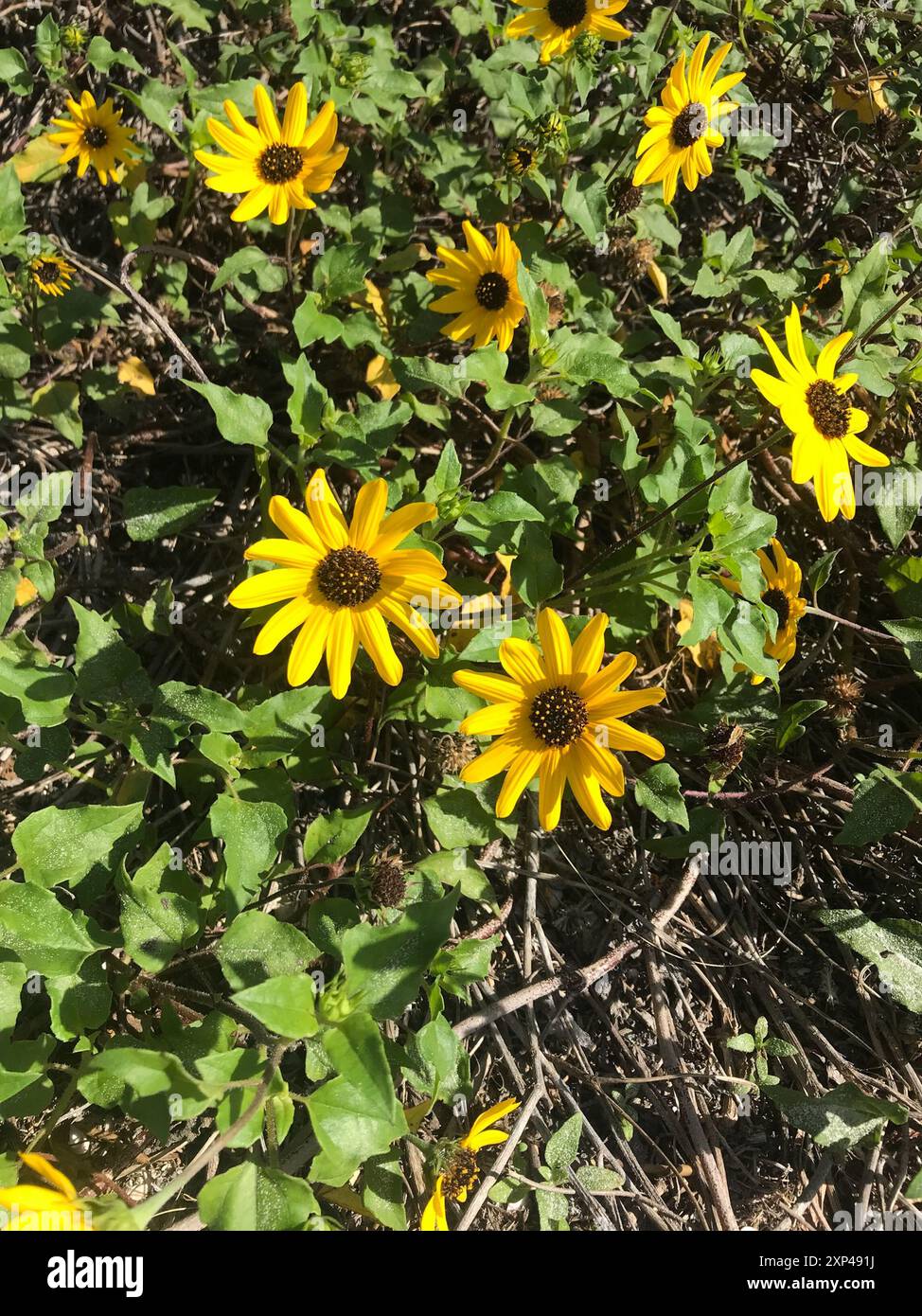 Helianthus debilis hi-res stock photography and images - Alamy