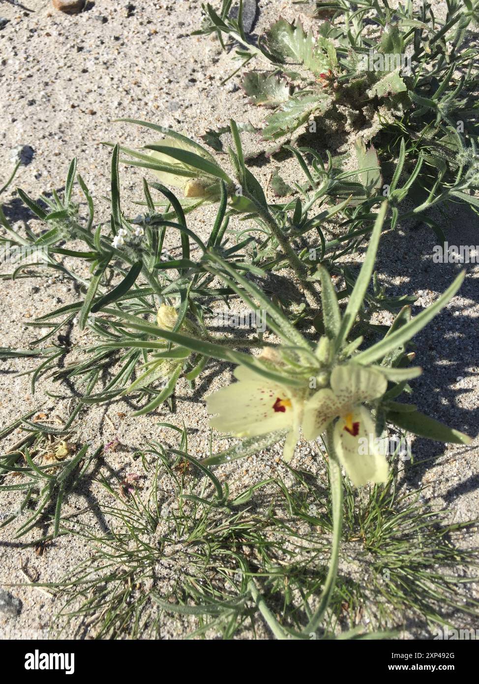 ghost flower (Mohavea confertiflora) Plantae Stock Photo - Alamy